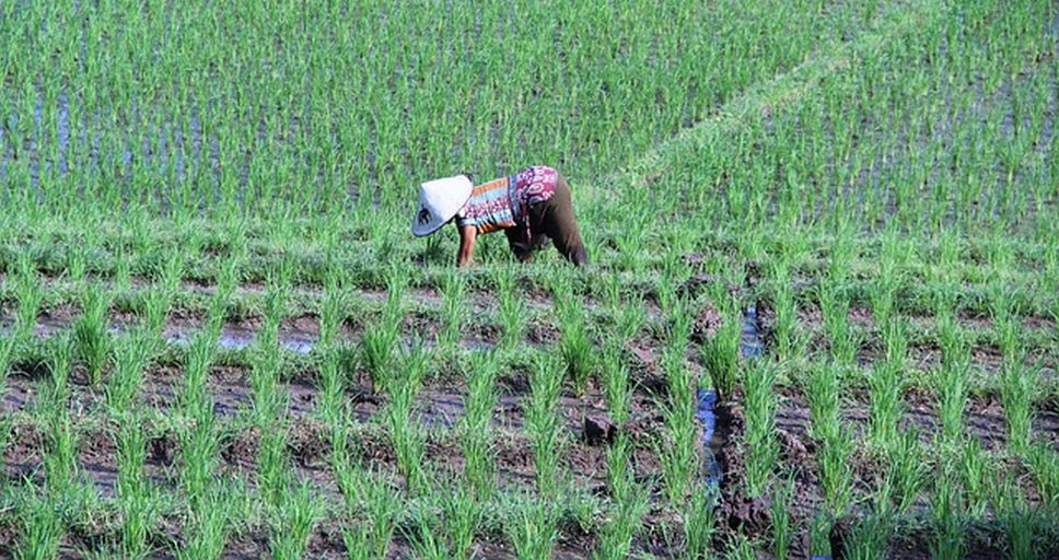 Uprawa ryżu siewnego na świecie – warunki, skala | Rolniknaobcasach.pl
