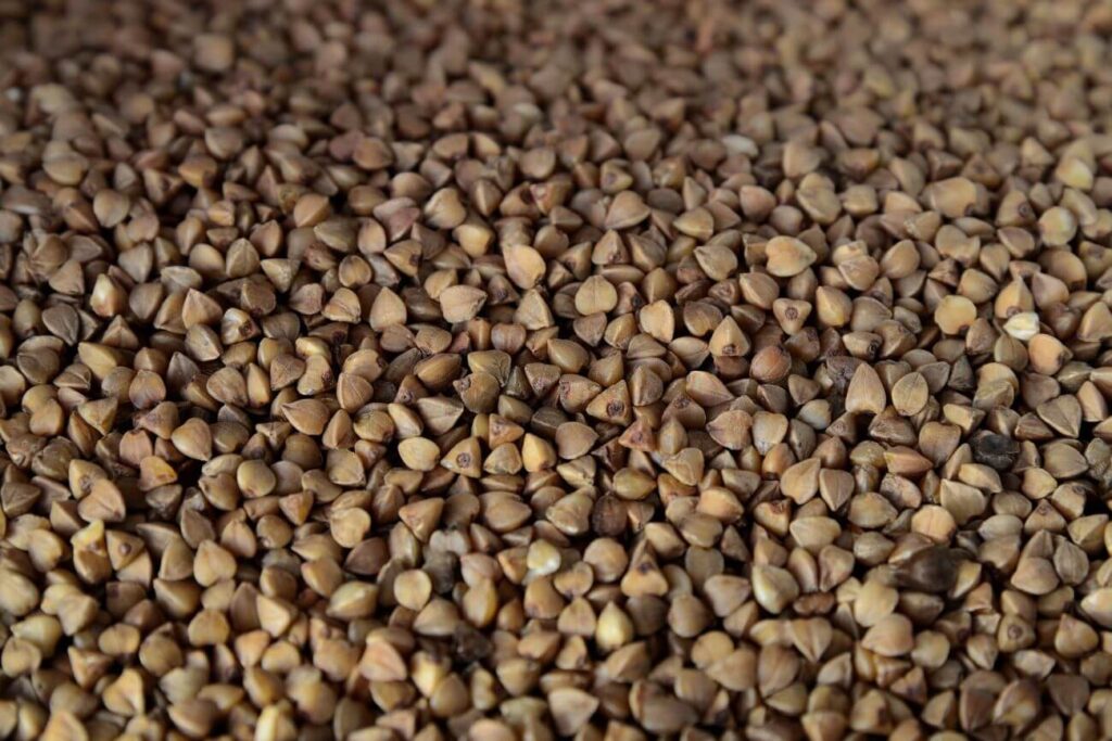 Gryka zwyczajna – charakterystyka, uprawa, zastosowanie ...