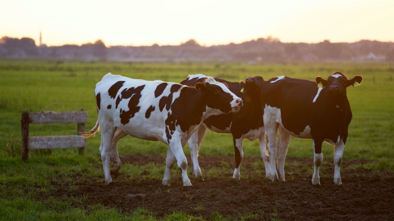 Ile żyją krowy? Jaki jest średni wiek bydła hodowlanego ...