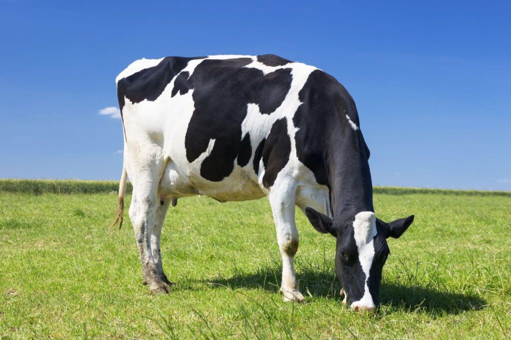 Korekcja racic krów i pielęgnacja racic u bydła | Rolniknaobcasach.pl