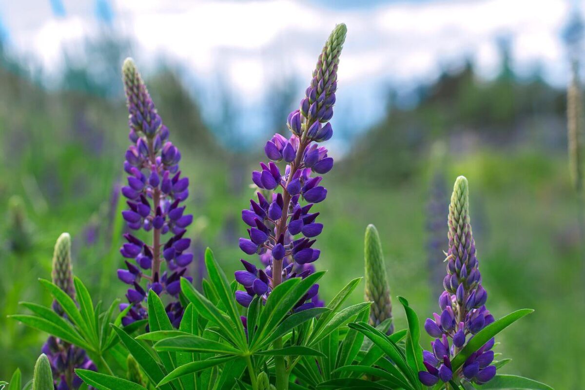 Łubin (Lupinus) – uprawa, charakterystyka i zastosowanie ...