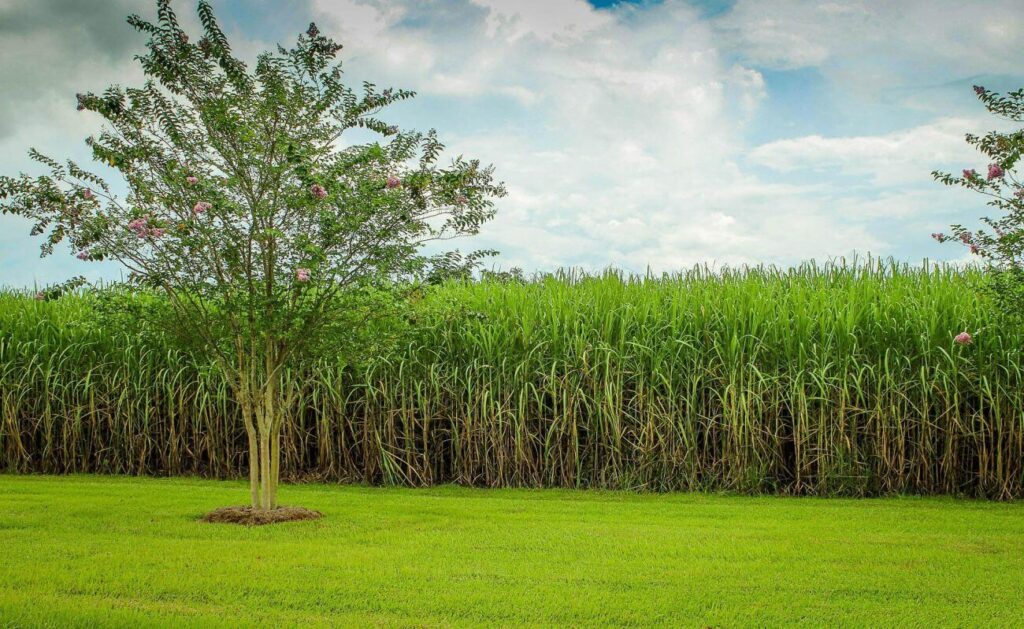 Trzcina cukrowa – czym jest cukrowiec lekarski? | Rolniknaobcasach.pl