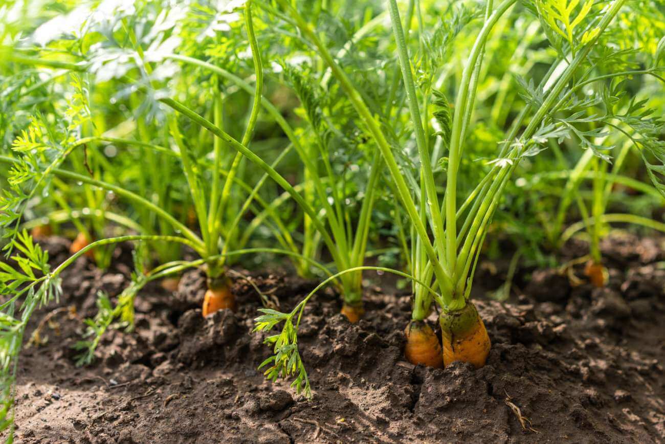 Oprysk na robaki w ziemi — czym i kiedy pryskać? | Rolniknaobcasach.pl