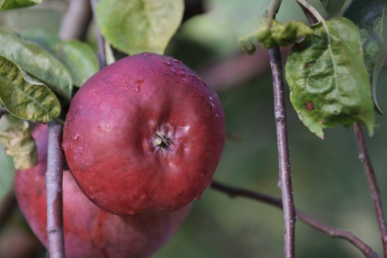 Jabłka lobo – uprawa jabłoni i informacje o odmianie