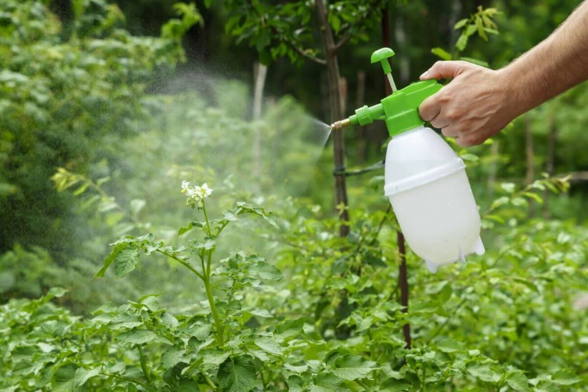 Miedzian Extra 350 SC – dawkowanie na litr i inne zalecenia ...