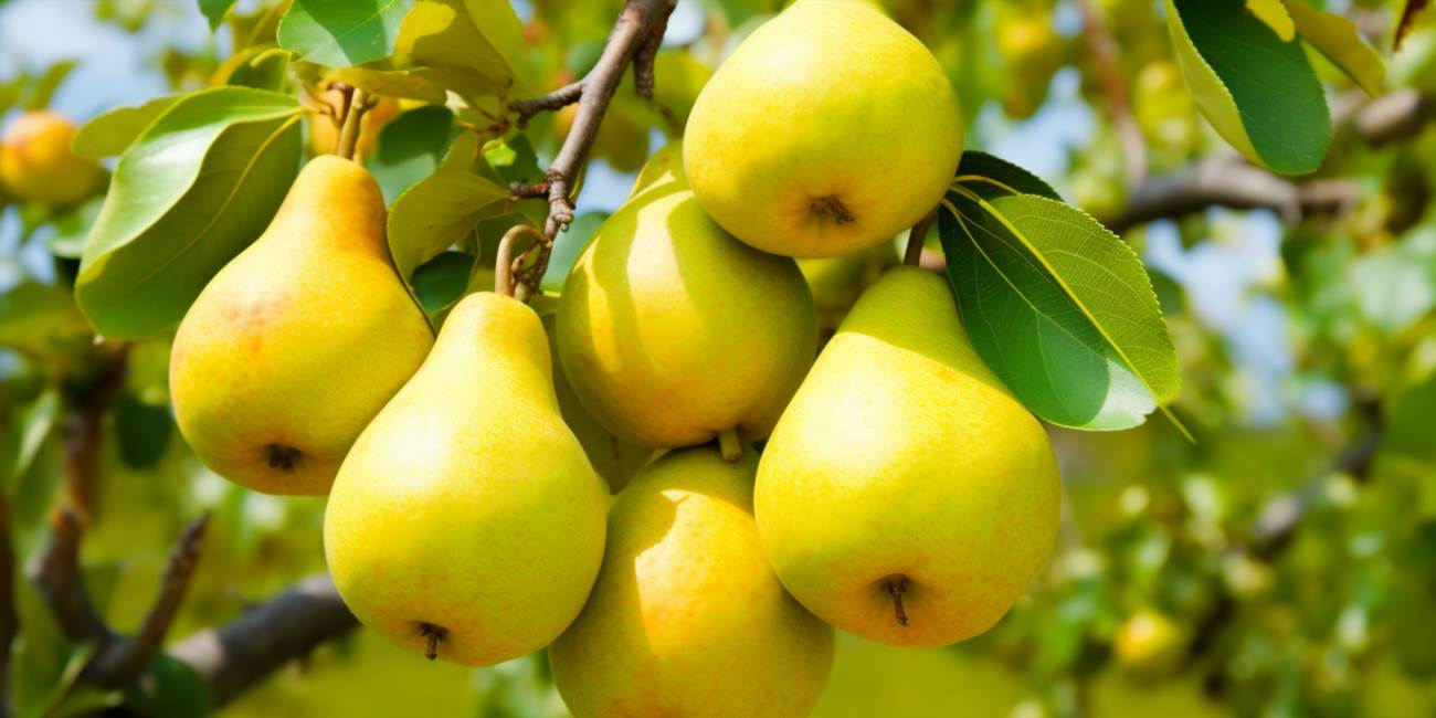 Choroby gruszy - objawy, leczenie i profilaktyka | Rolniknaobcasach.pl